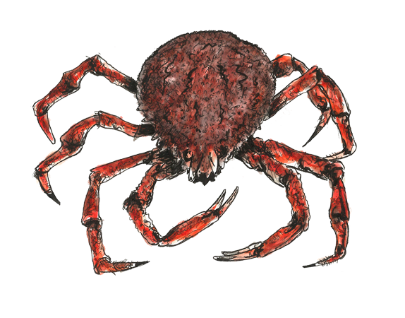 Illustrations de crustacés « Le coin de l'écureuil